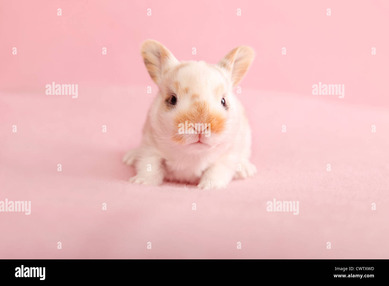 Kleinrex / Rex Bunny Stock Photo - Alamy