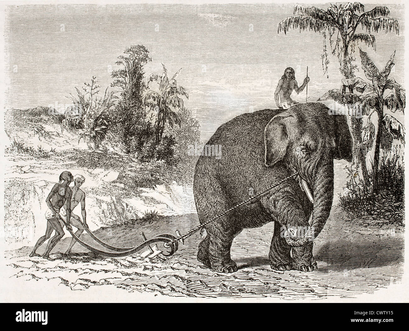 Ploughing by elephant hi-res stock photography and images - Alamy
