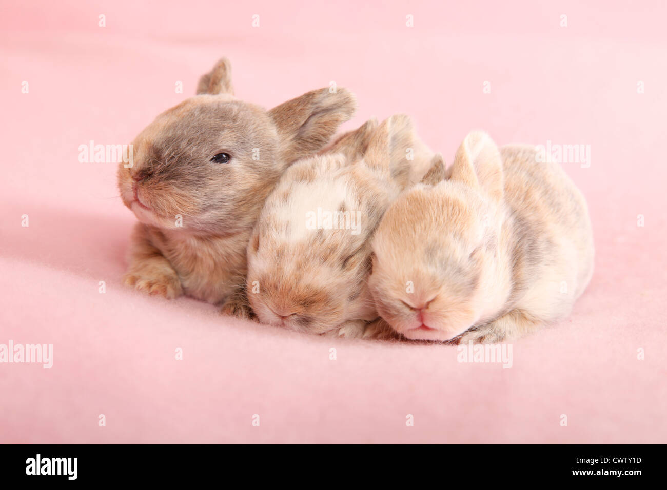Kleinrex / Rex Bunny Stock Photo - Alamy