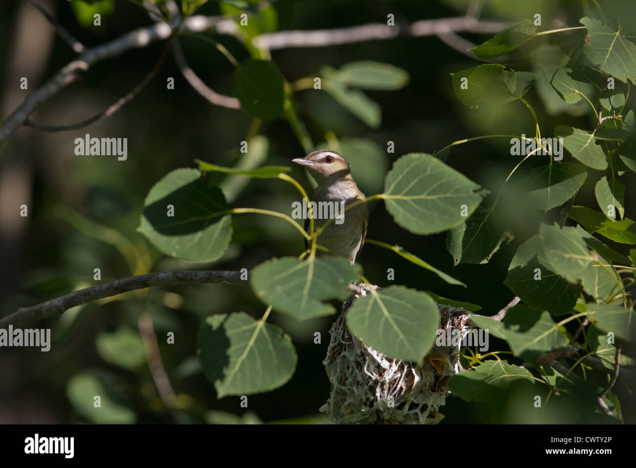 Red-eyed vireo perched in an aspen tree Stock Photo - Alamy