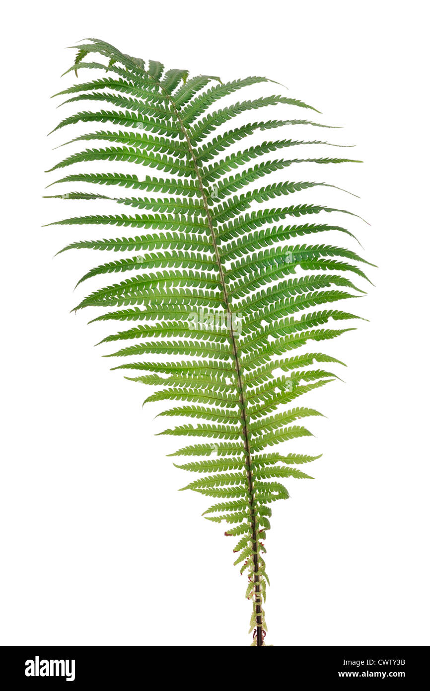 Forest wood green fern real leaf studio shot isolated. Selective focus ...