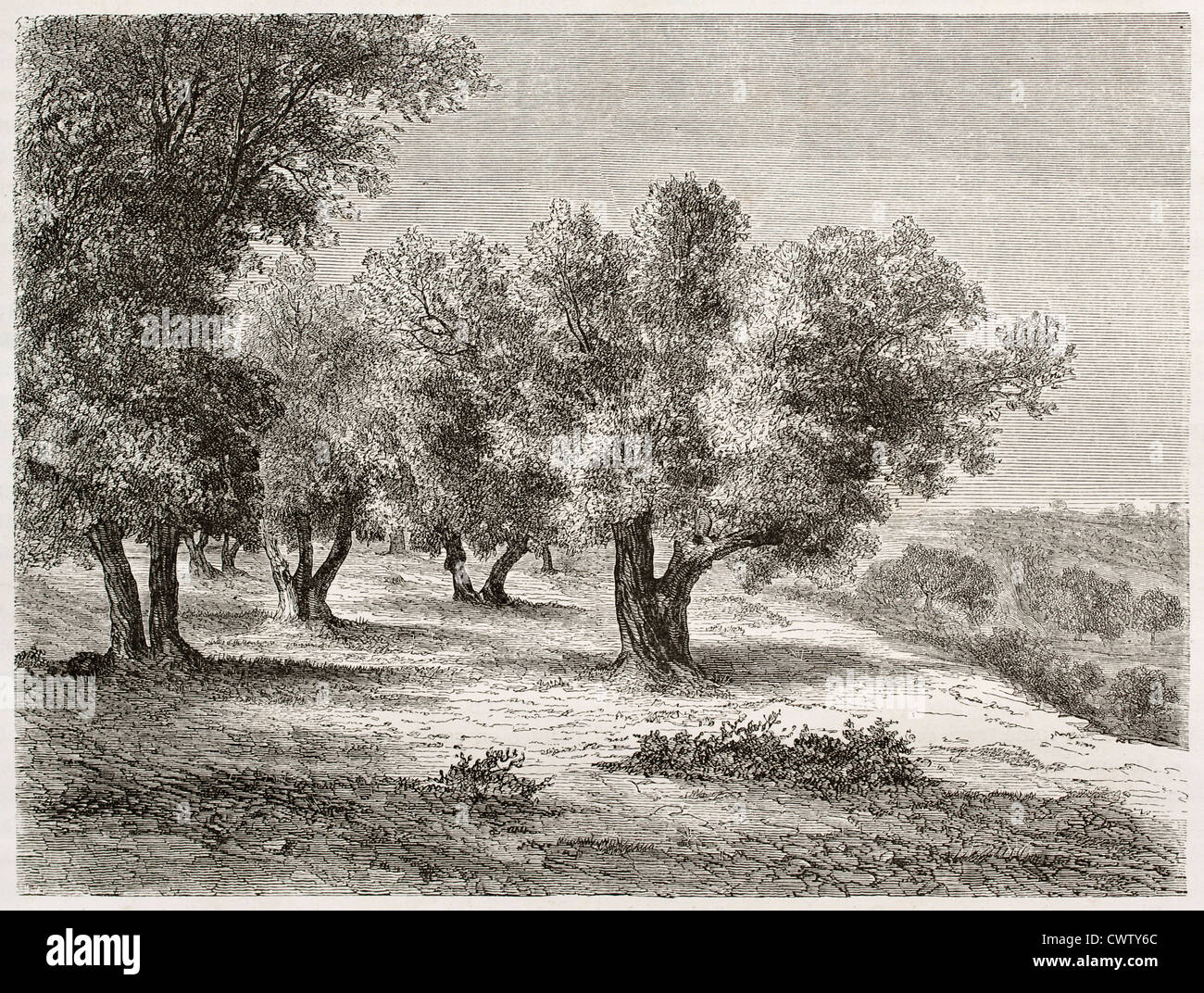 Old illustration of Olive grove Stock Photo - Alamy