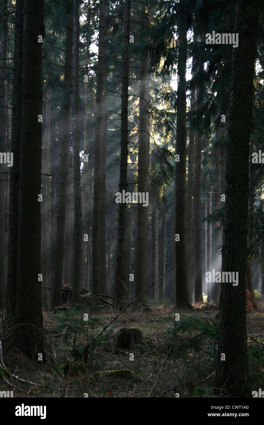 Ray of light falling into forest Stock Photo - Alamy