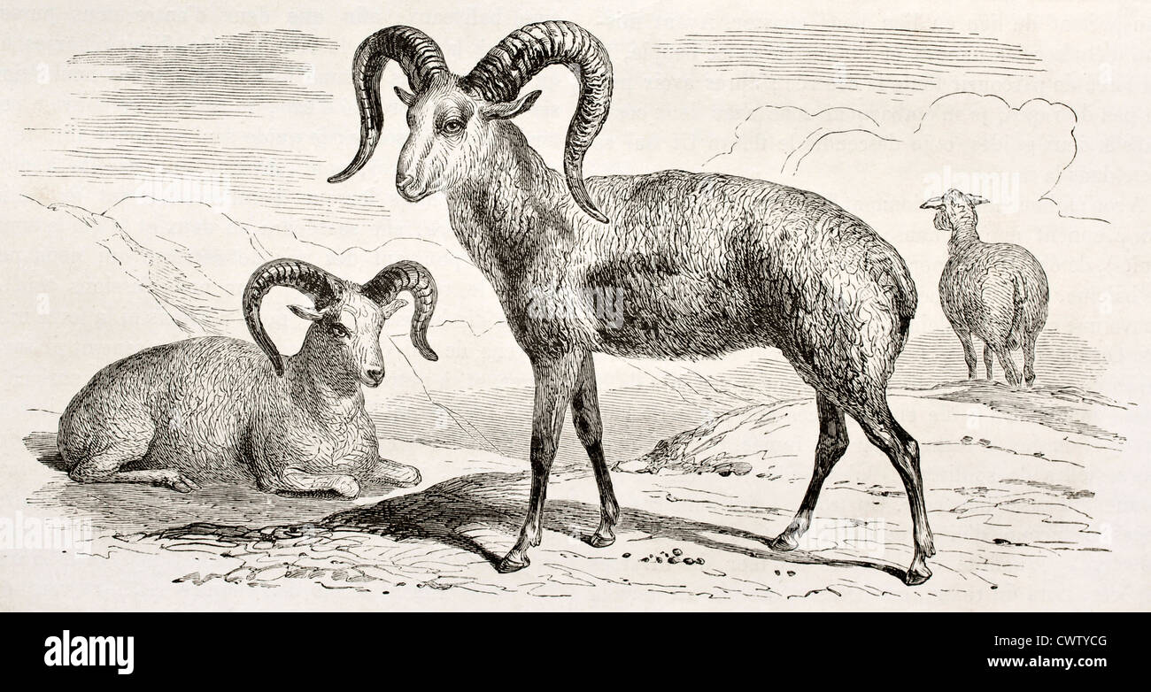 Argali (mountain sheep) old illustration Stock Photo - Alamy