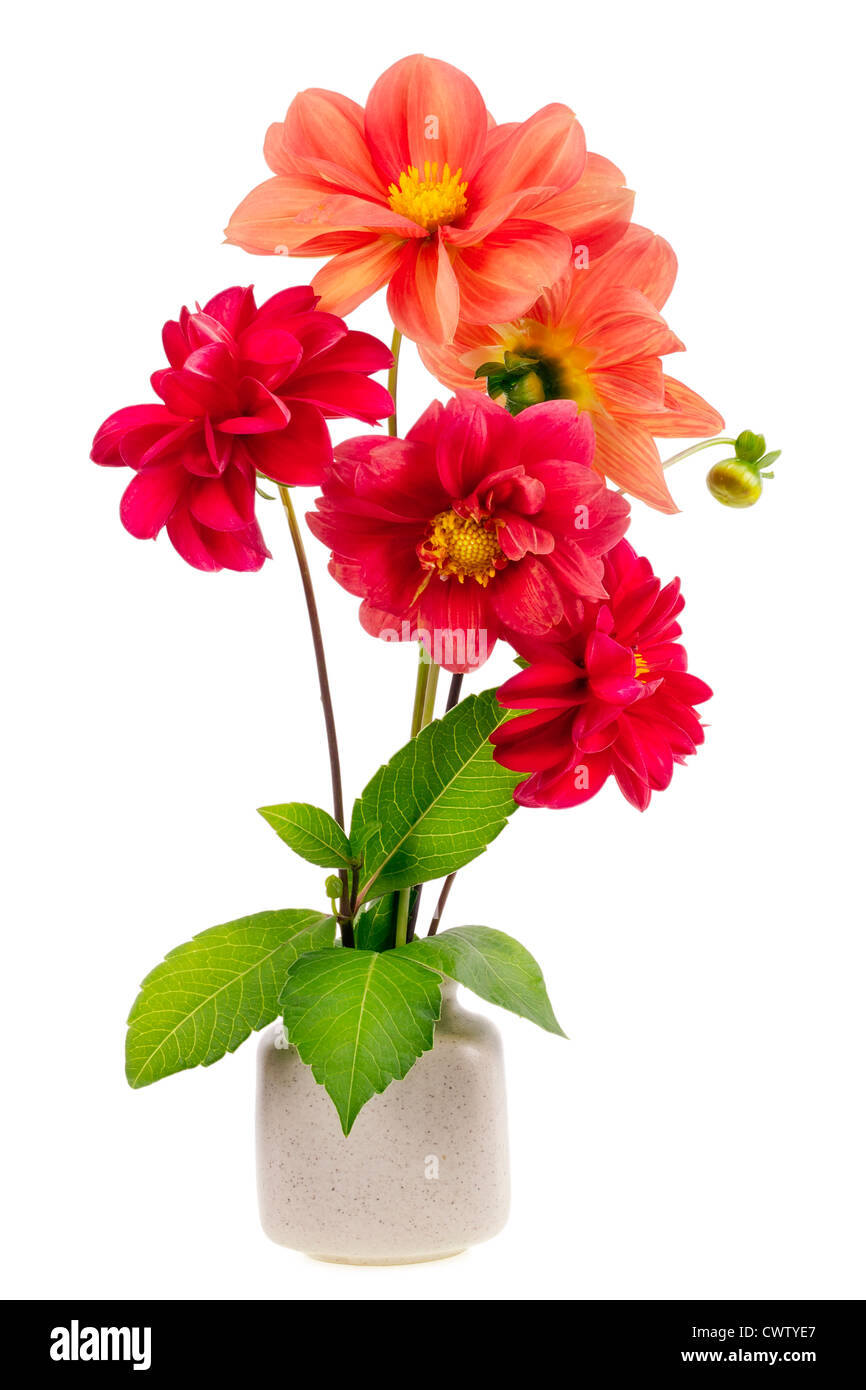 Dahlia leaves hi-res stock photography and images - Alamy