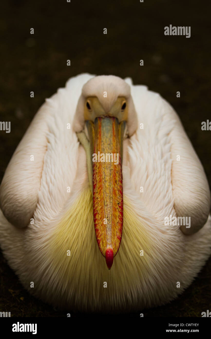 Postcard humour hi-res stock photography and images - Alamy