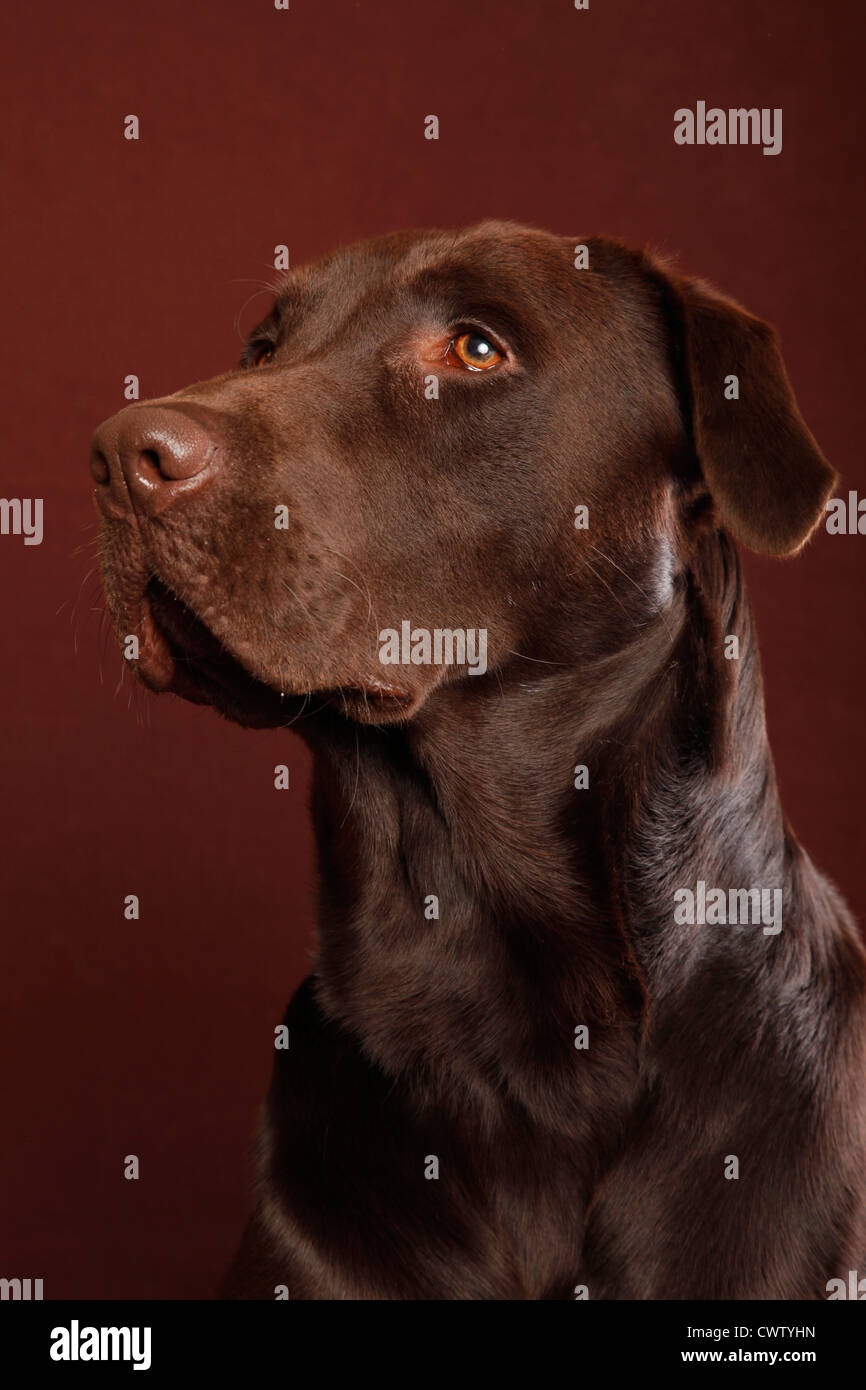 brauner Labrador Retriever / brown Labrador Retriever Stock Photo - Alamy