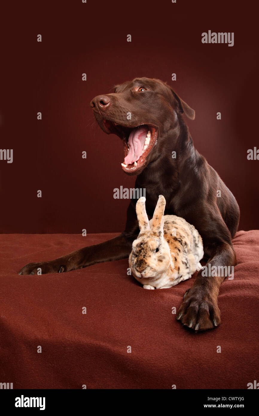 Klein rex hi-res stock photography and images - Alamy