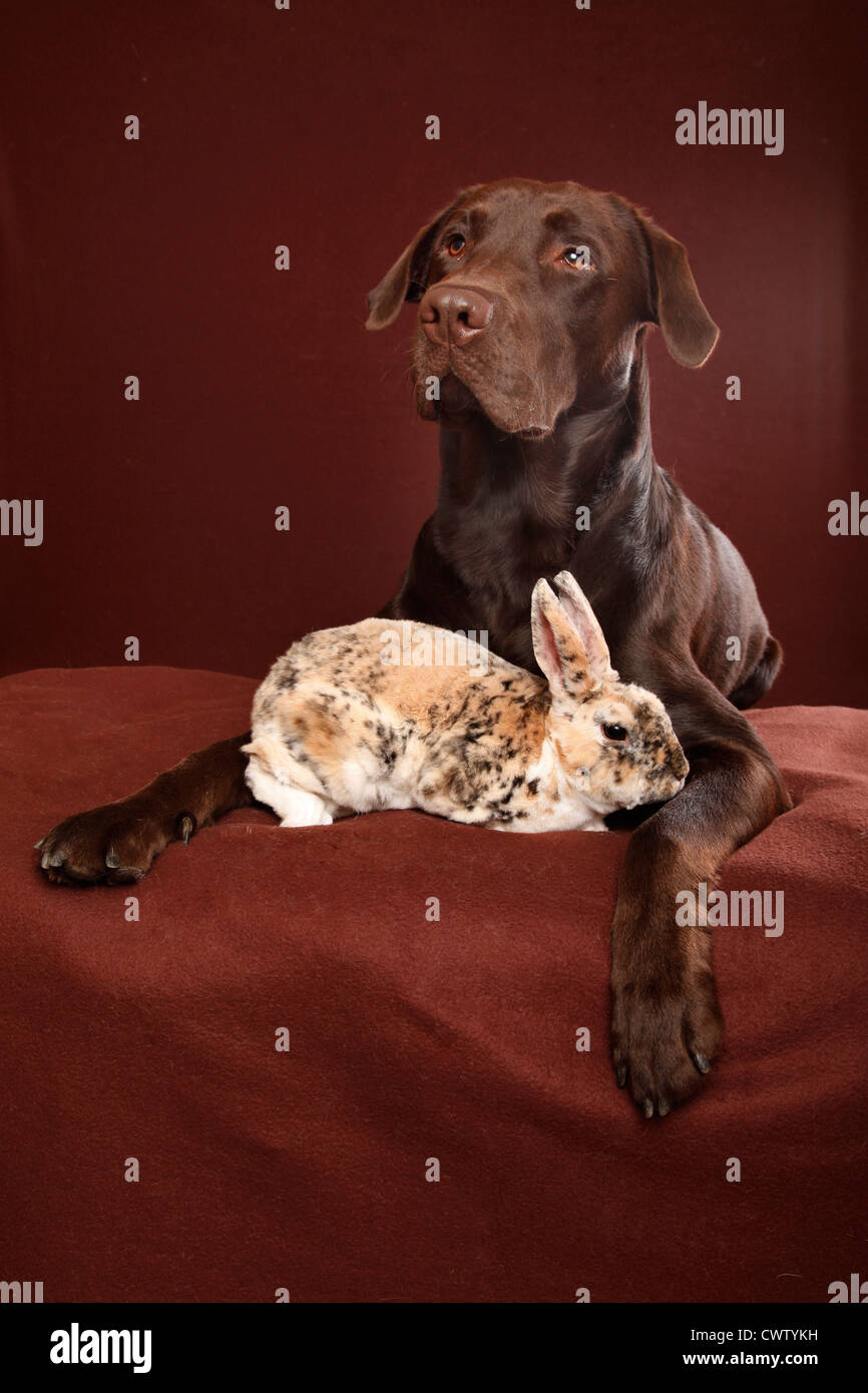 Hund labrador hi-res stock photography and images - Alamy