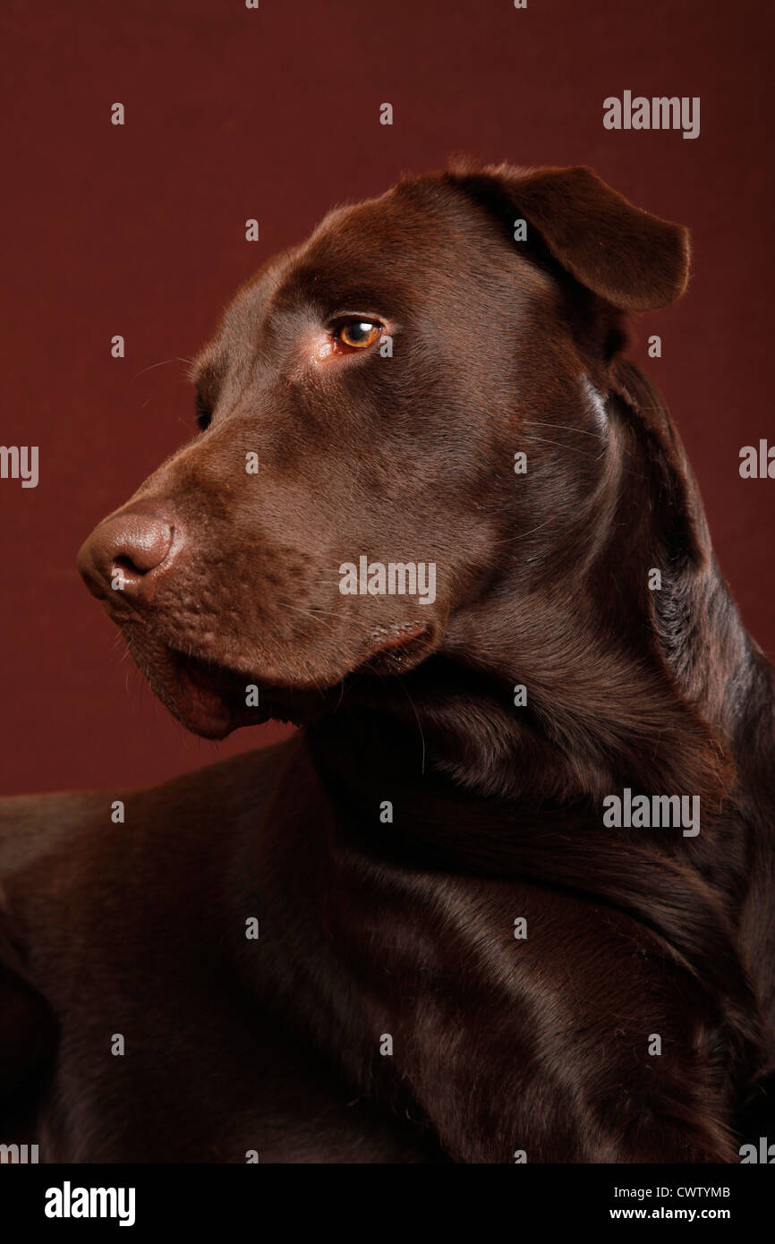 Brown bg hi-res stock photography and images - Alamy