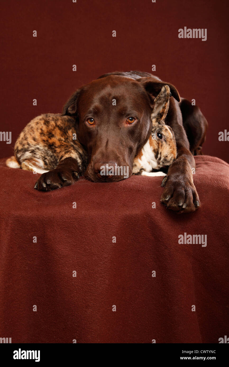 Klein rex hi-res stock photography and images - Alamy