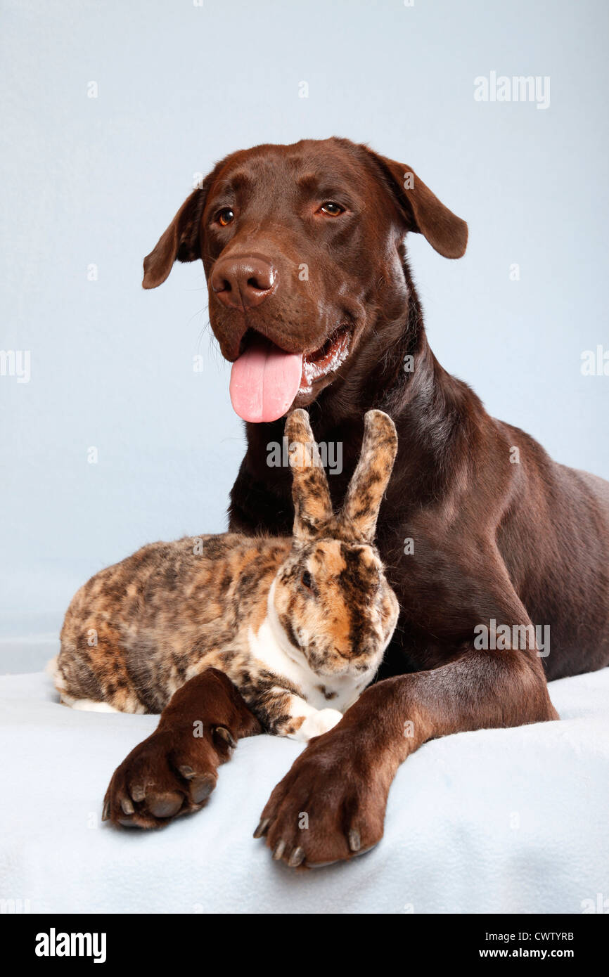 Klein rex hi-res stock photography and images - Alamy