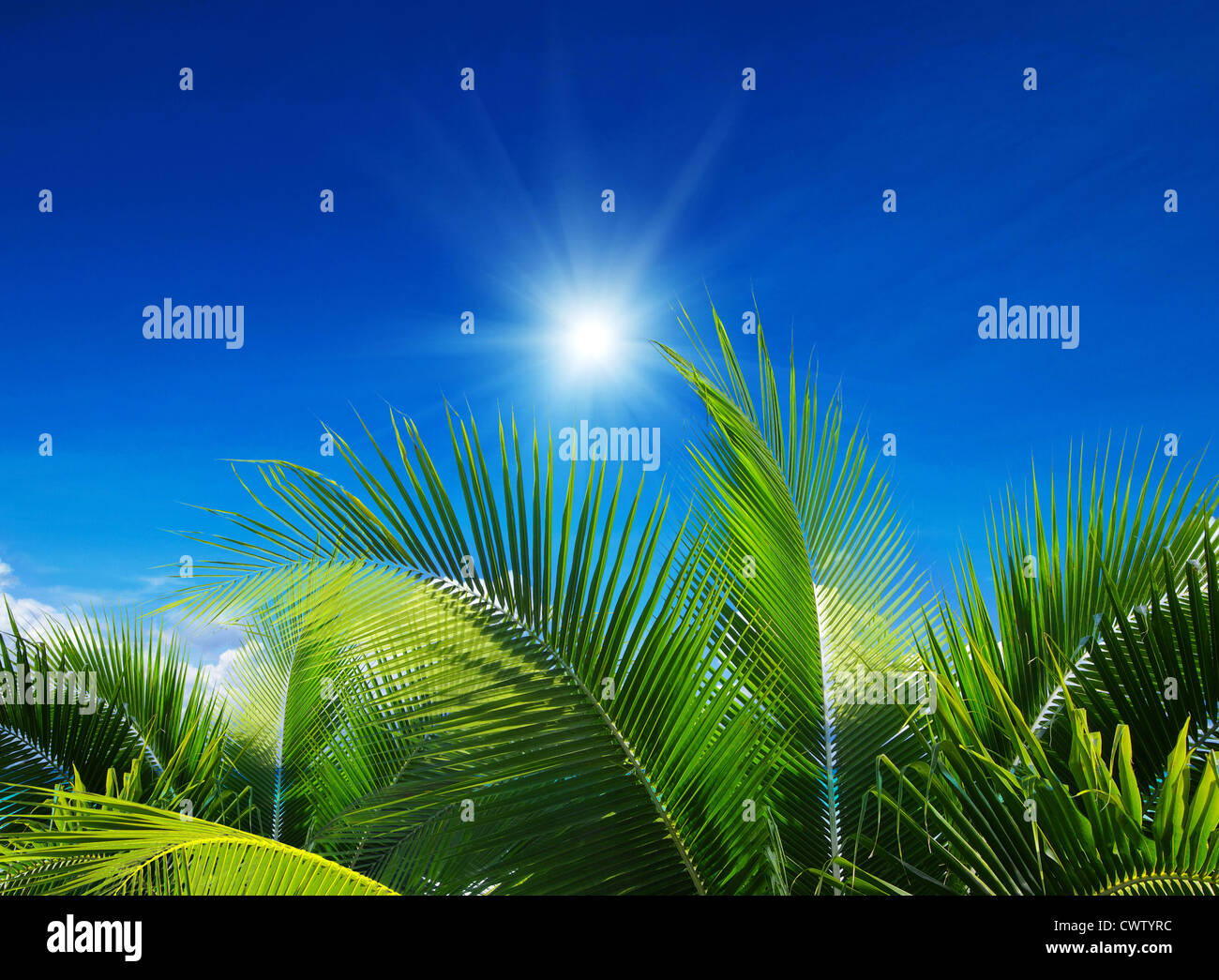 Green palm tree on blue sky background Stock Photo - Alamy