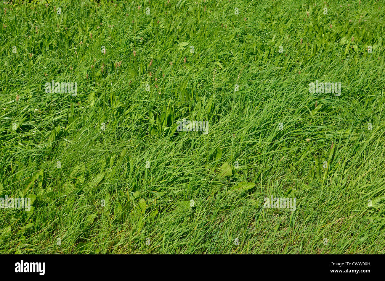 Patch of pasture hi-res stock photography and images - Alamy