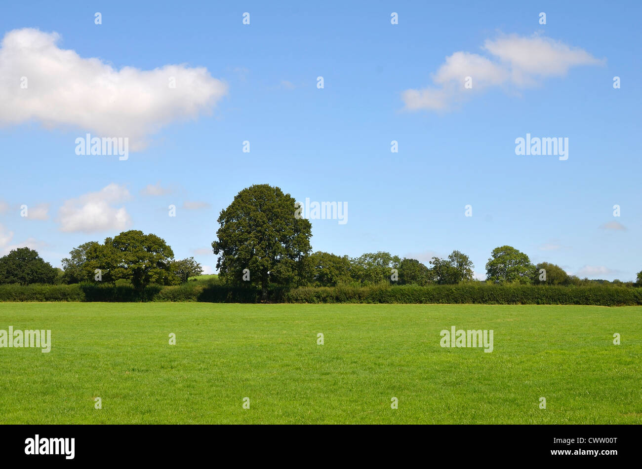 Green fields of England concept. Field laid to pasture / grass on a ...