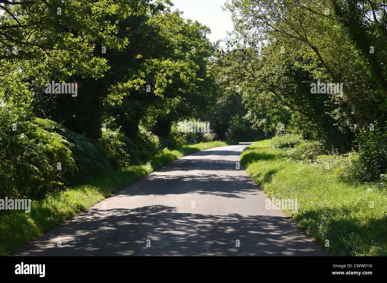 Tree-lined road through rural Wiltshire during summer months. UK ...