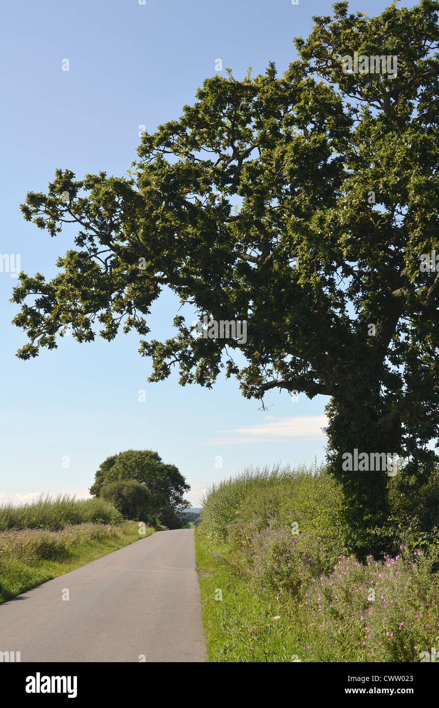 Country road through rural Wiltshire during summer months. UK country ...