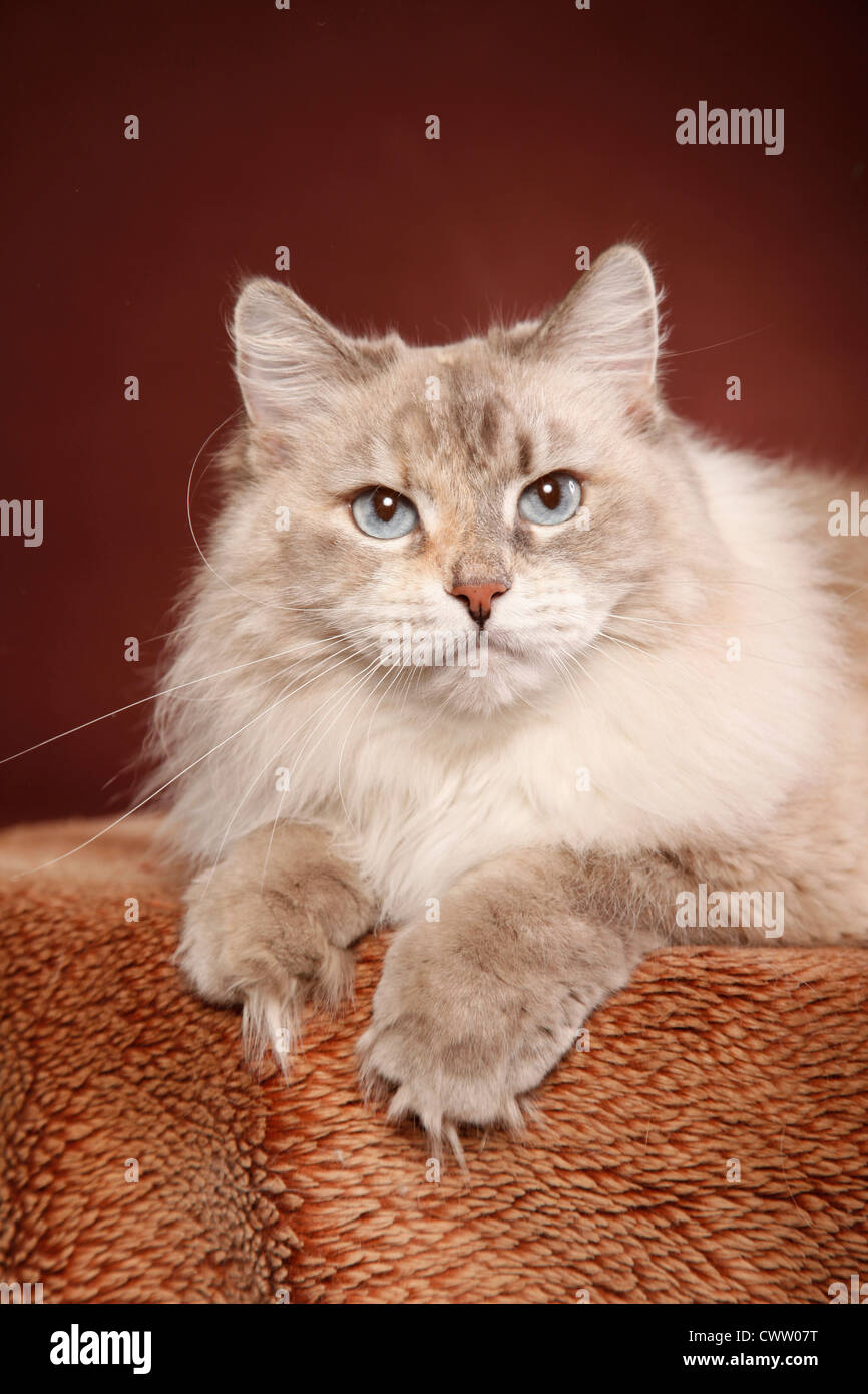 liegende Neva Masquarade / lying Neva Masquerade Stock Photo - Alamy