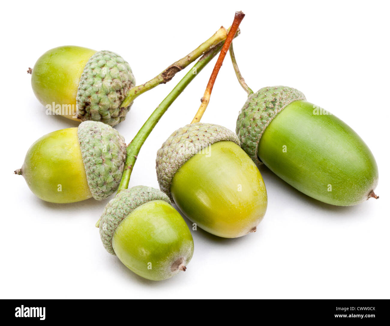 Acorns on a white background Stock Photo - Alamy