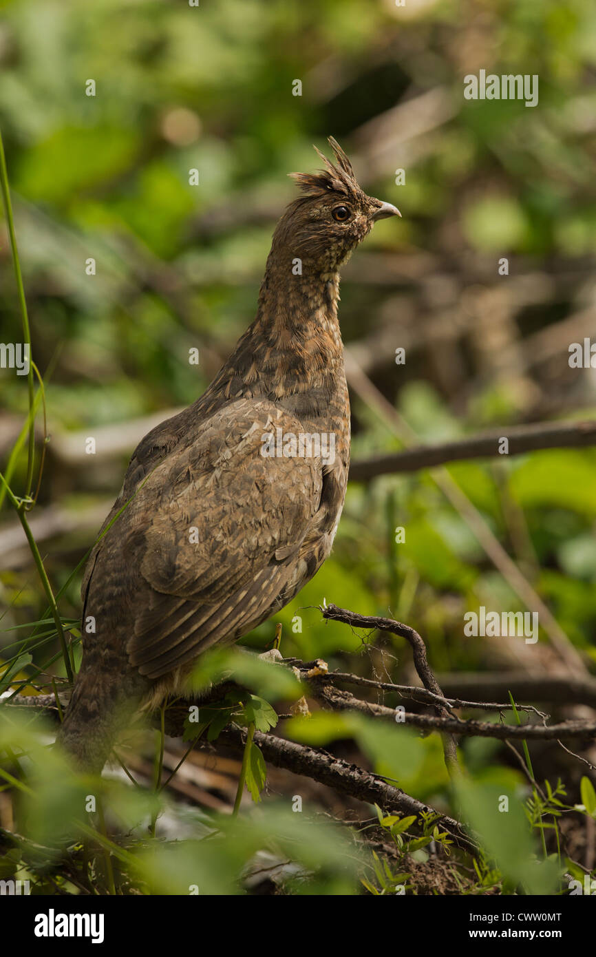 Black grouse mating hi-res stock photography and images - Alamy