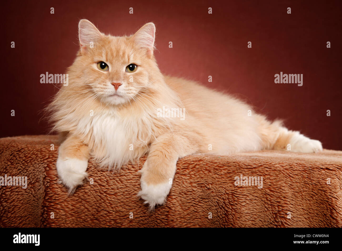 liegende Sibirische Katze / lying Siberian Cat Stock Photo - Alamy