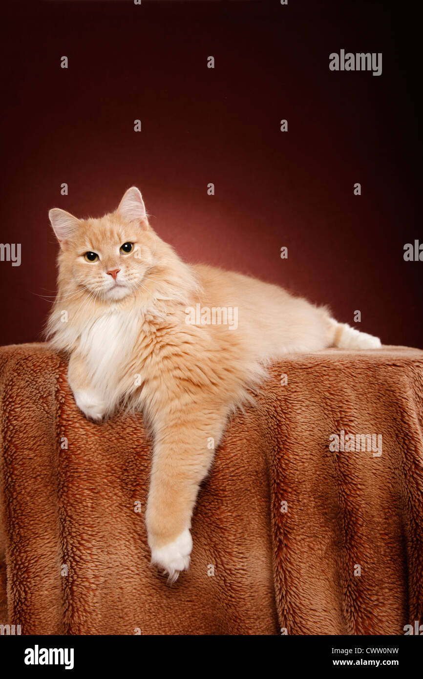 liegende Sibirische Katze / lying Siberian Cat Stock Photo - Alamy