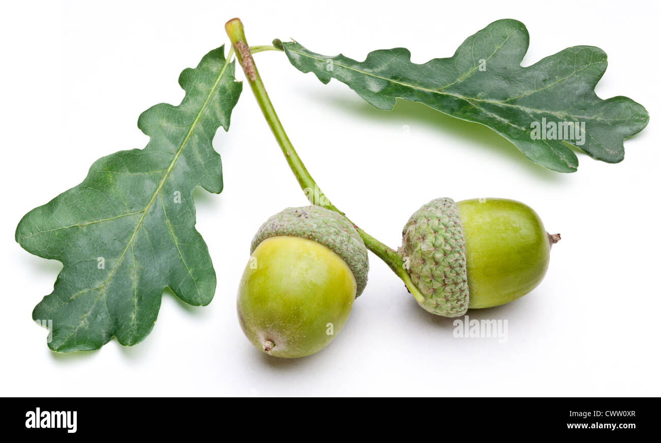 Acorn leaves autumn Cut Out Stock Images & Pictures - Alamy