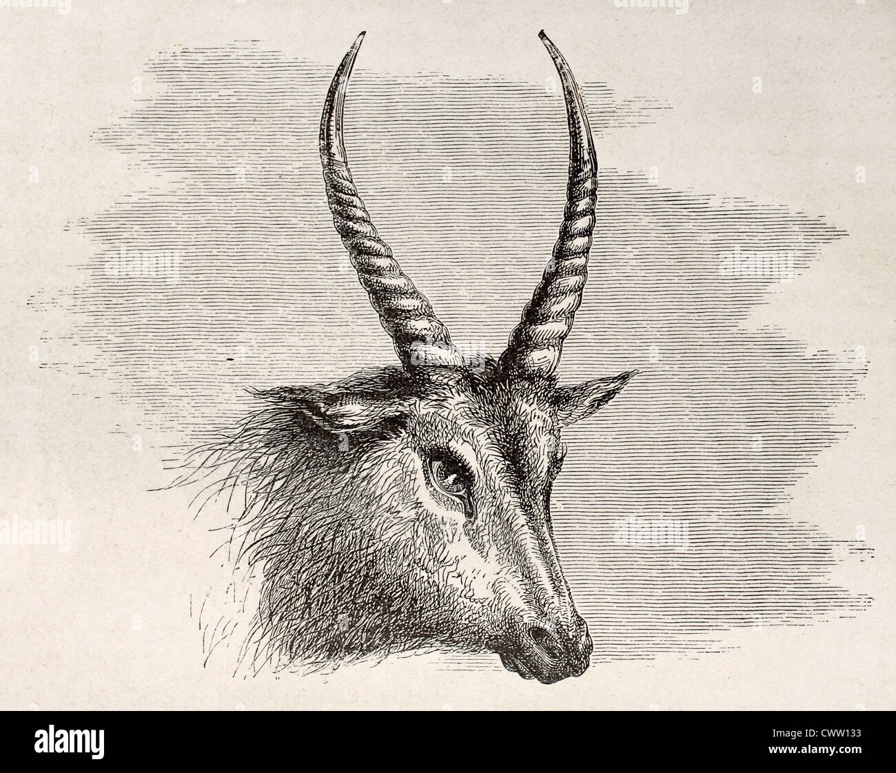 Antelope head old illustration Stock Photo - Alamy