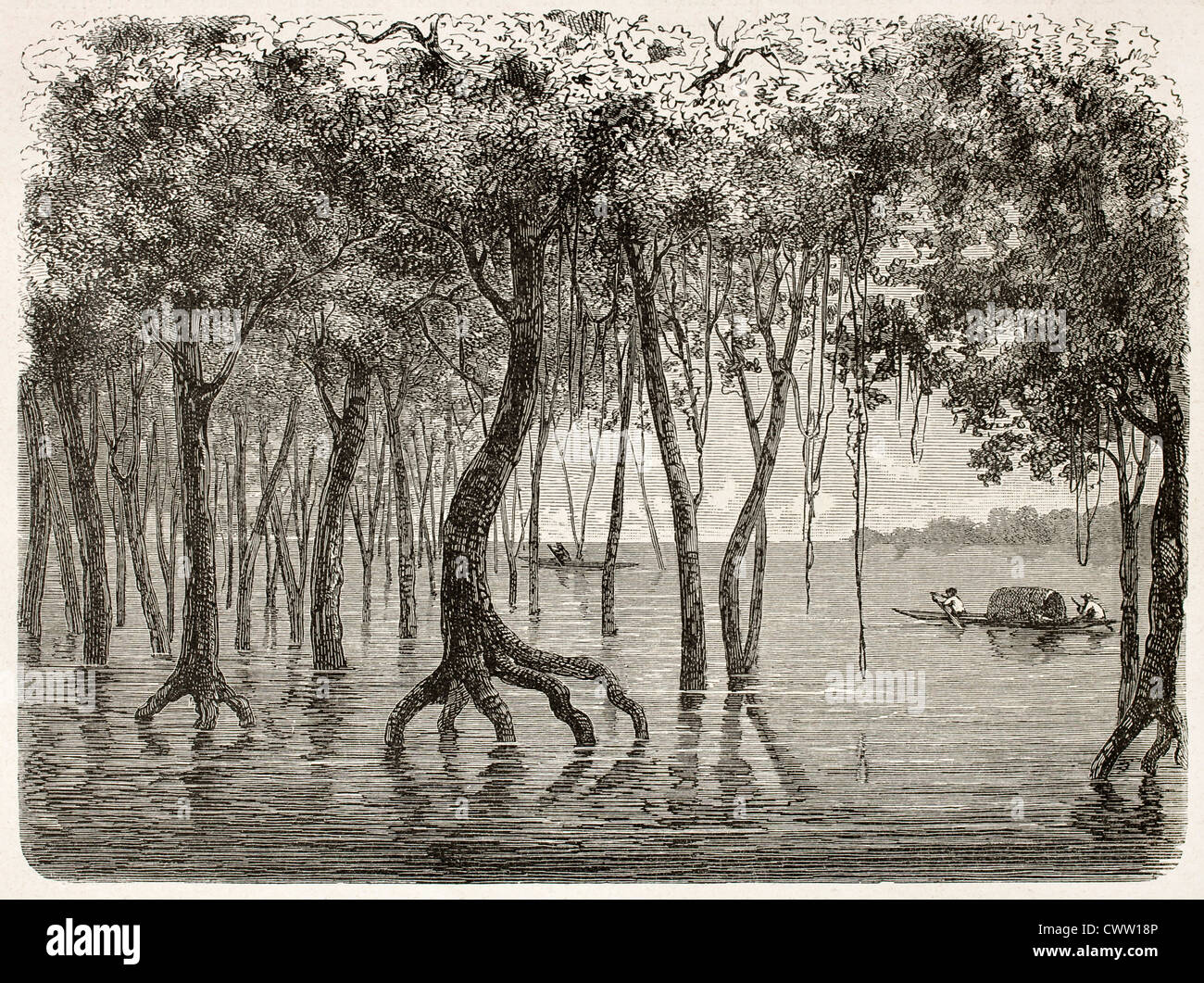 Amazonas flooding forest Stock Photo - Alamy