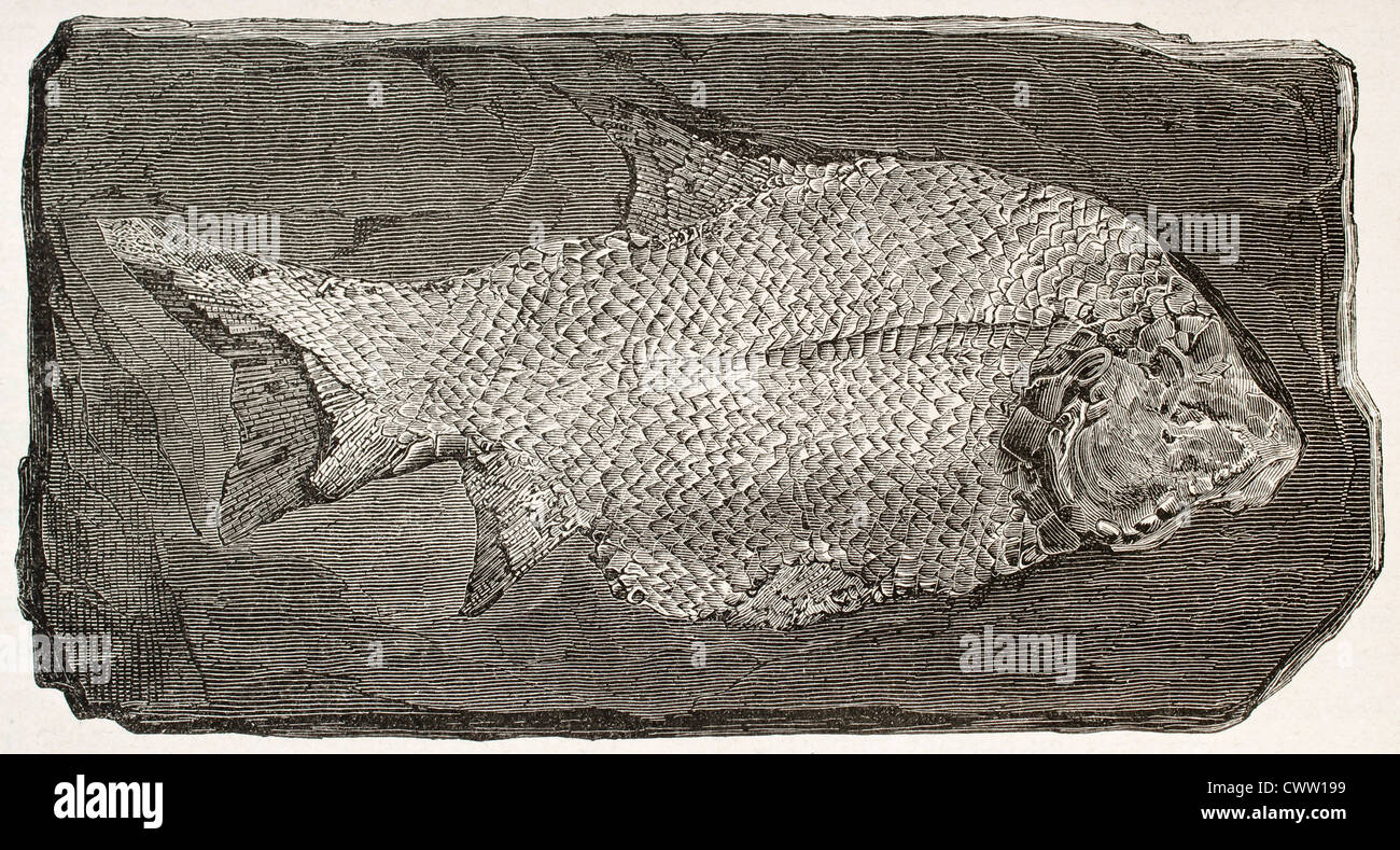 Prehistoric painting fish hi-res stock photography and images - Alamy