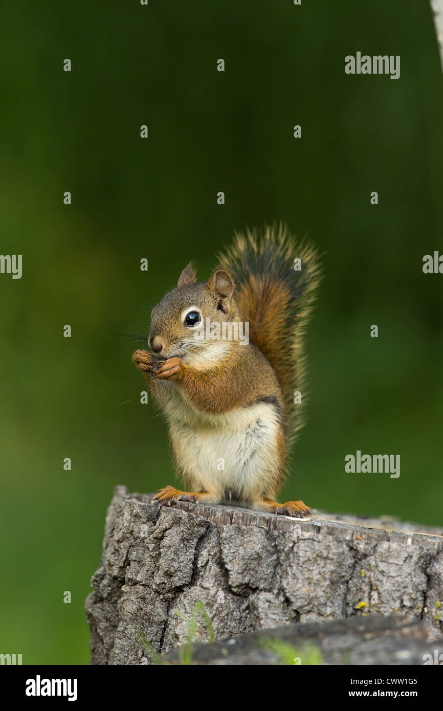 Wisconsin red squirrel hi-res stock photography and images - Alamy