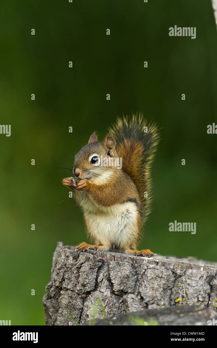 Wisconsin red squirrel hi-res stock photography and images - Alamy