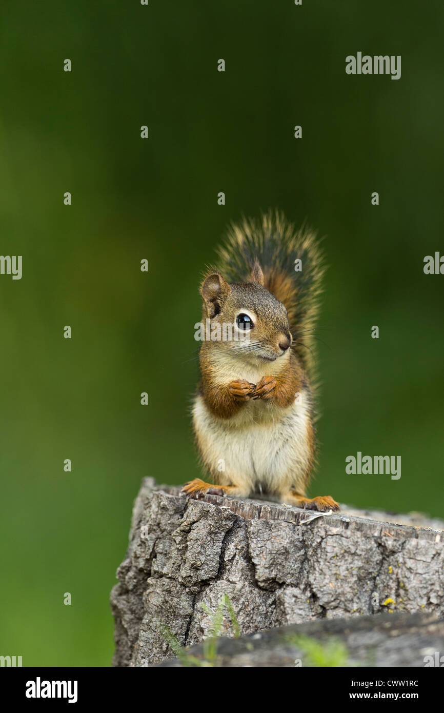 Wisconsin red squirrel hi-res stock photography and images - Alamy
