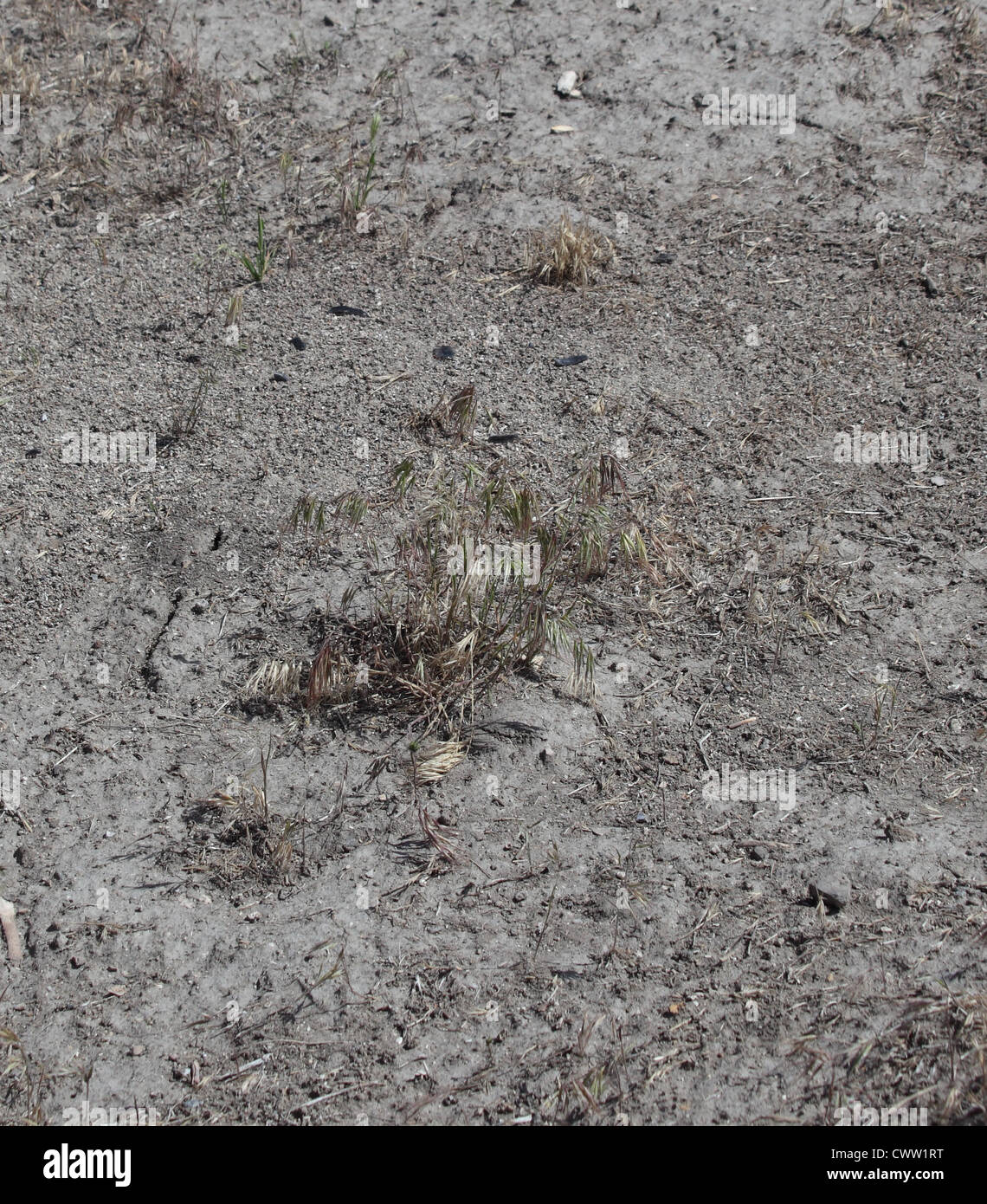 Obsidian tools in situ on the early Neolithic site of Boncuklu, near ...