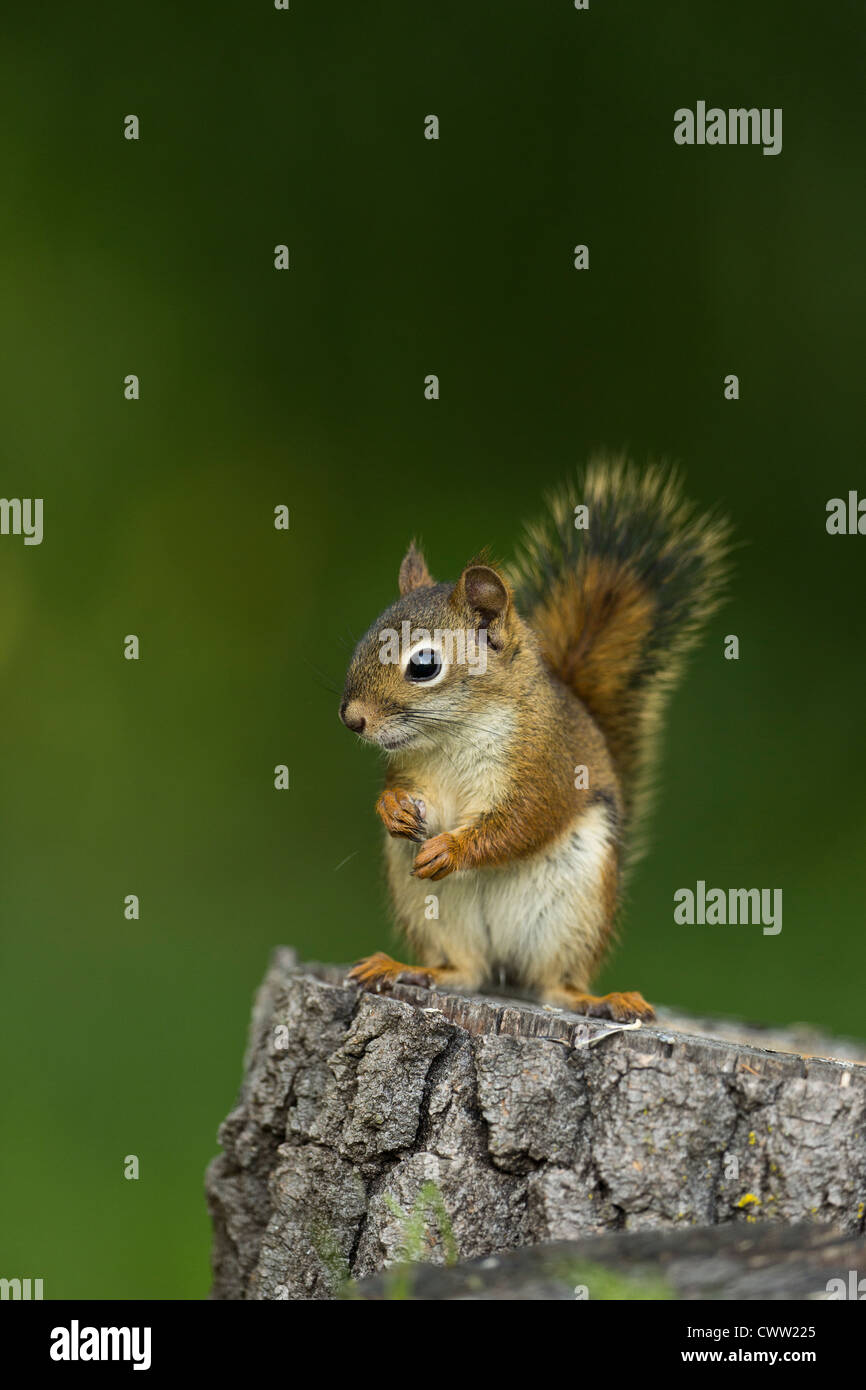 Wisconsin red squirrel hi-res stock photography and images - Alamy