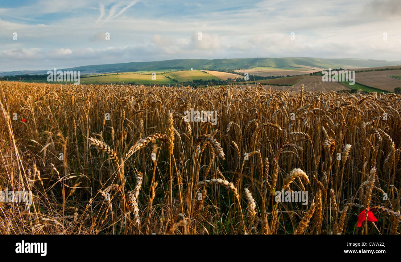 Looking towards Kingston Ridge over a field of wheat on the South Downs ...