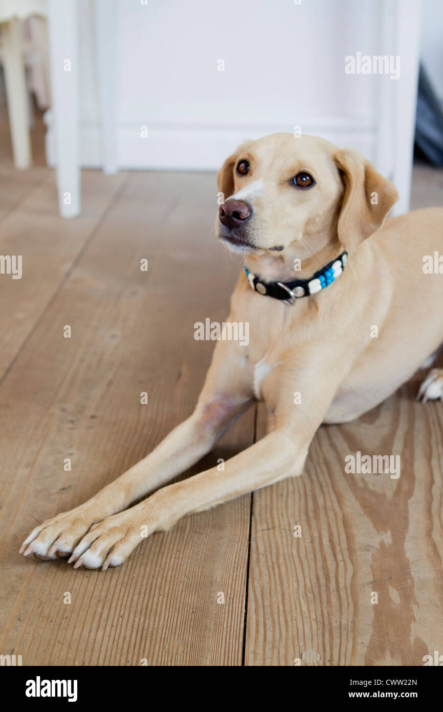 Dog Lying On Floor High Resolution Stock Photography and Images - Alamy