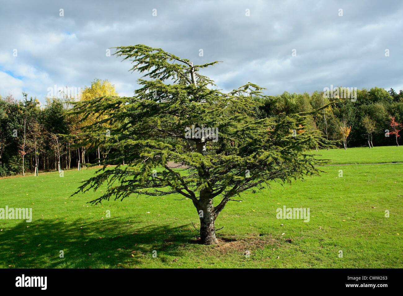 Short stumpy hi-res stock photography and images - Alamy