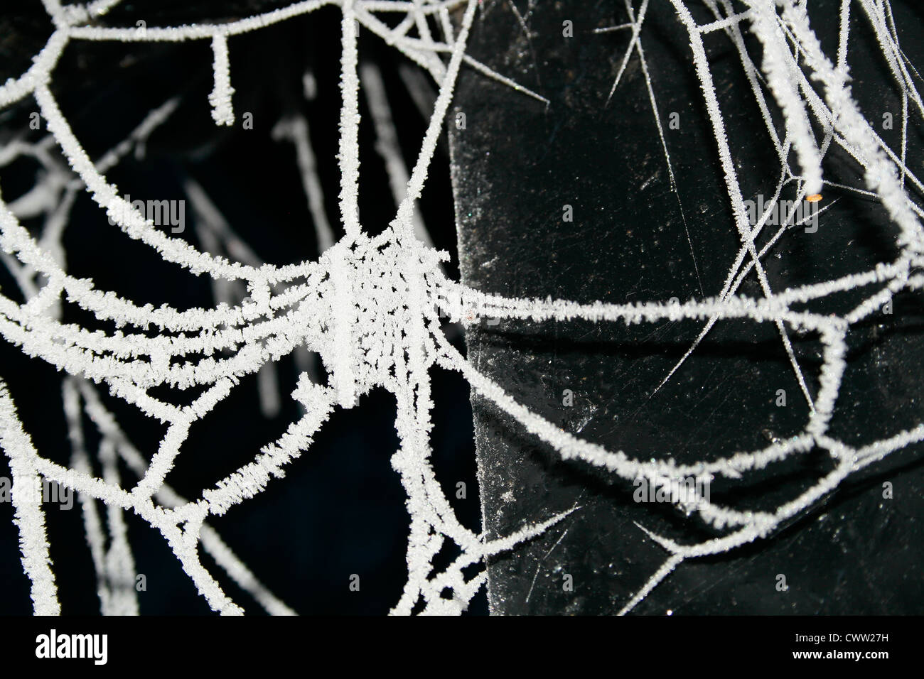 Frozen spider webs Stock Photo - Alamy