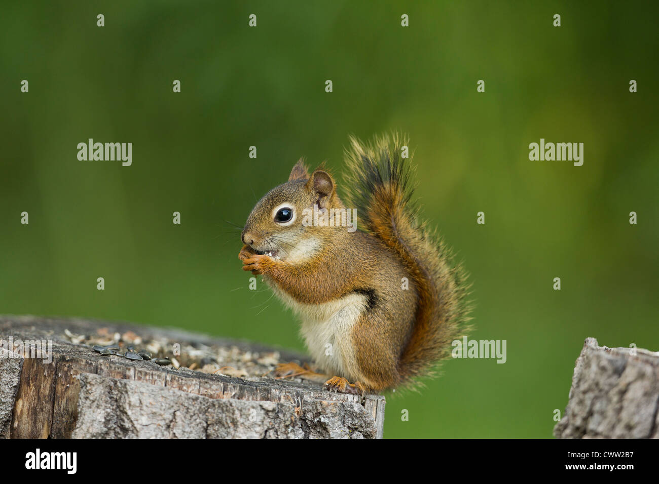 Wisconsin red squirrel hi-res stock photography and images - Alamy