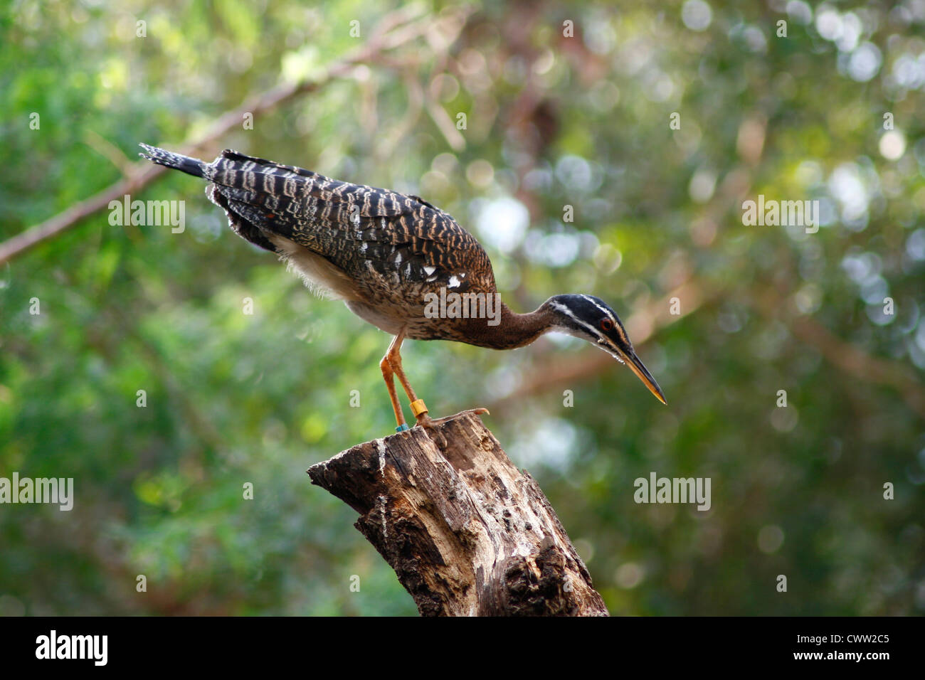 Bird ready to pounce Stock Photo - Alamy
