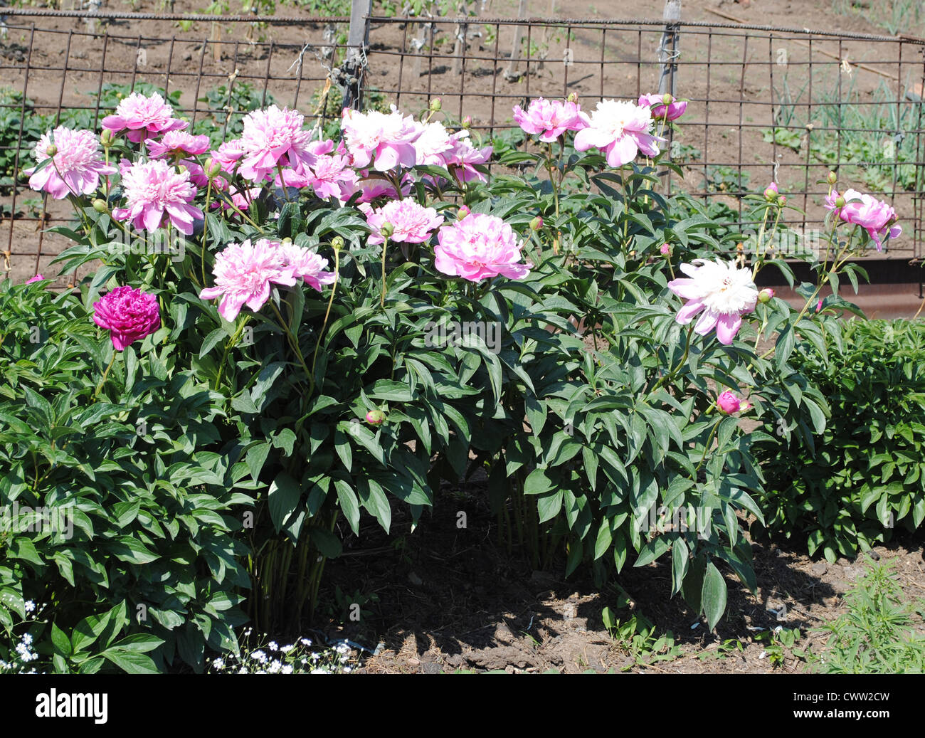 Lush peonies hi-res stock photography and images - Alamy
