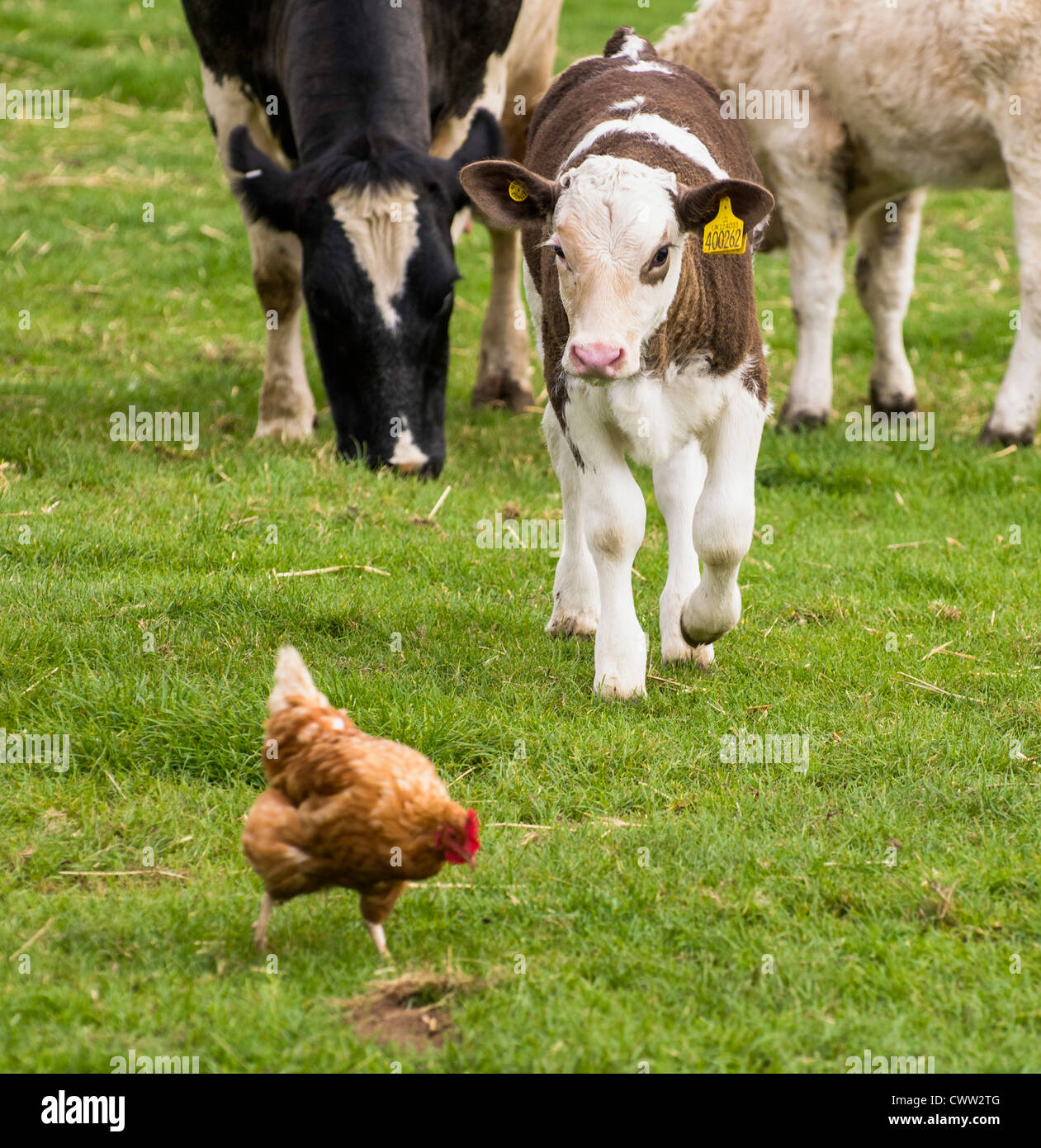 Chase calf hi-res stock photography and images - Alamy
