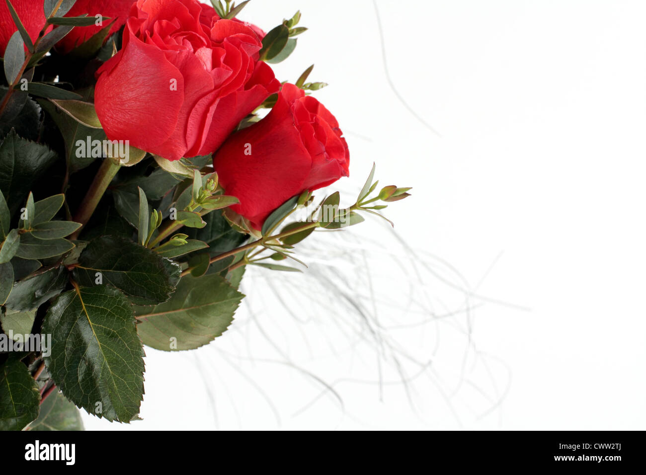 bouquet of red roses on white background Stock Photo - Alamy