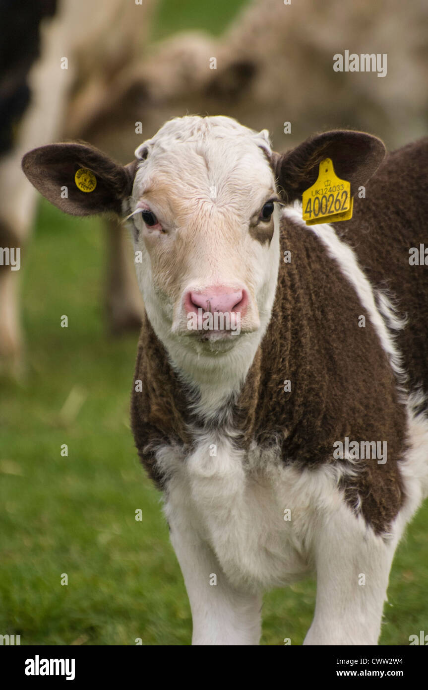 Young Calf, portrait Stock Photo - Alamy
