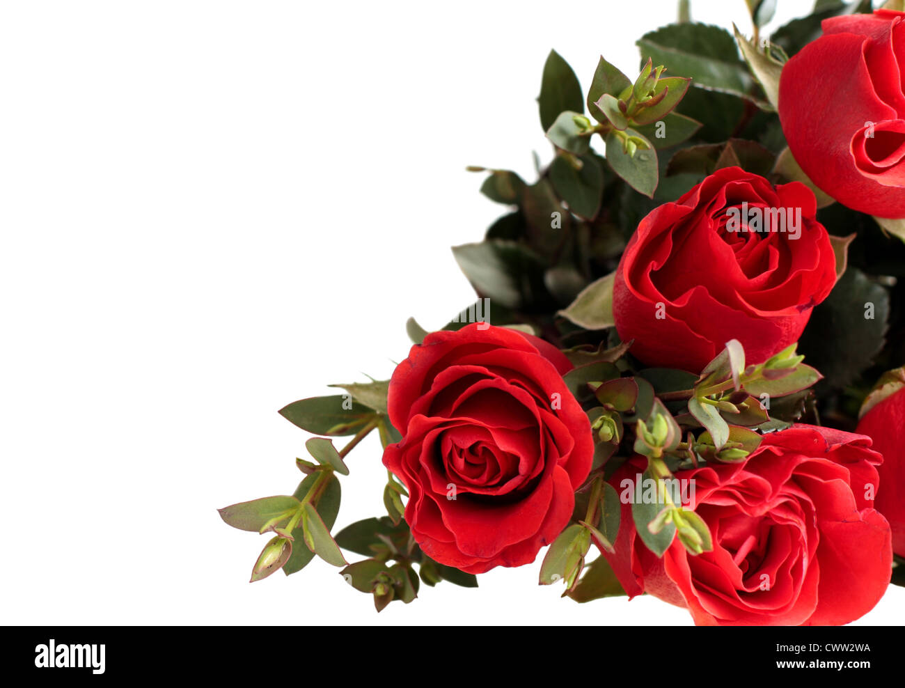 bouquet of red roses on white background Stock Photo - Alamy