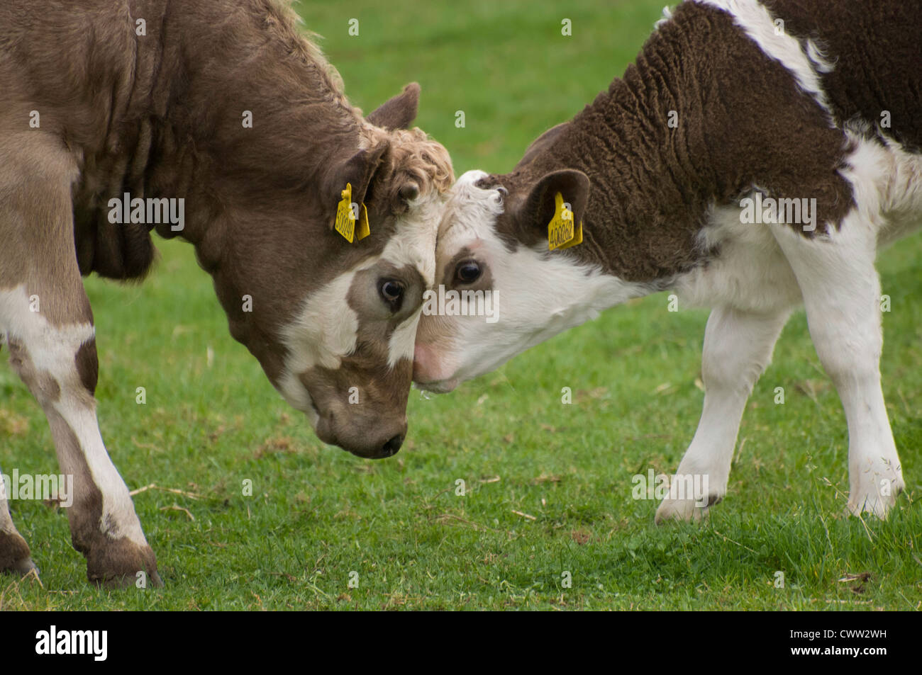 A young Calf and Mother see eye to eye Stock Photo - Alamy