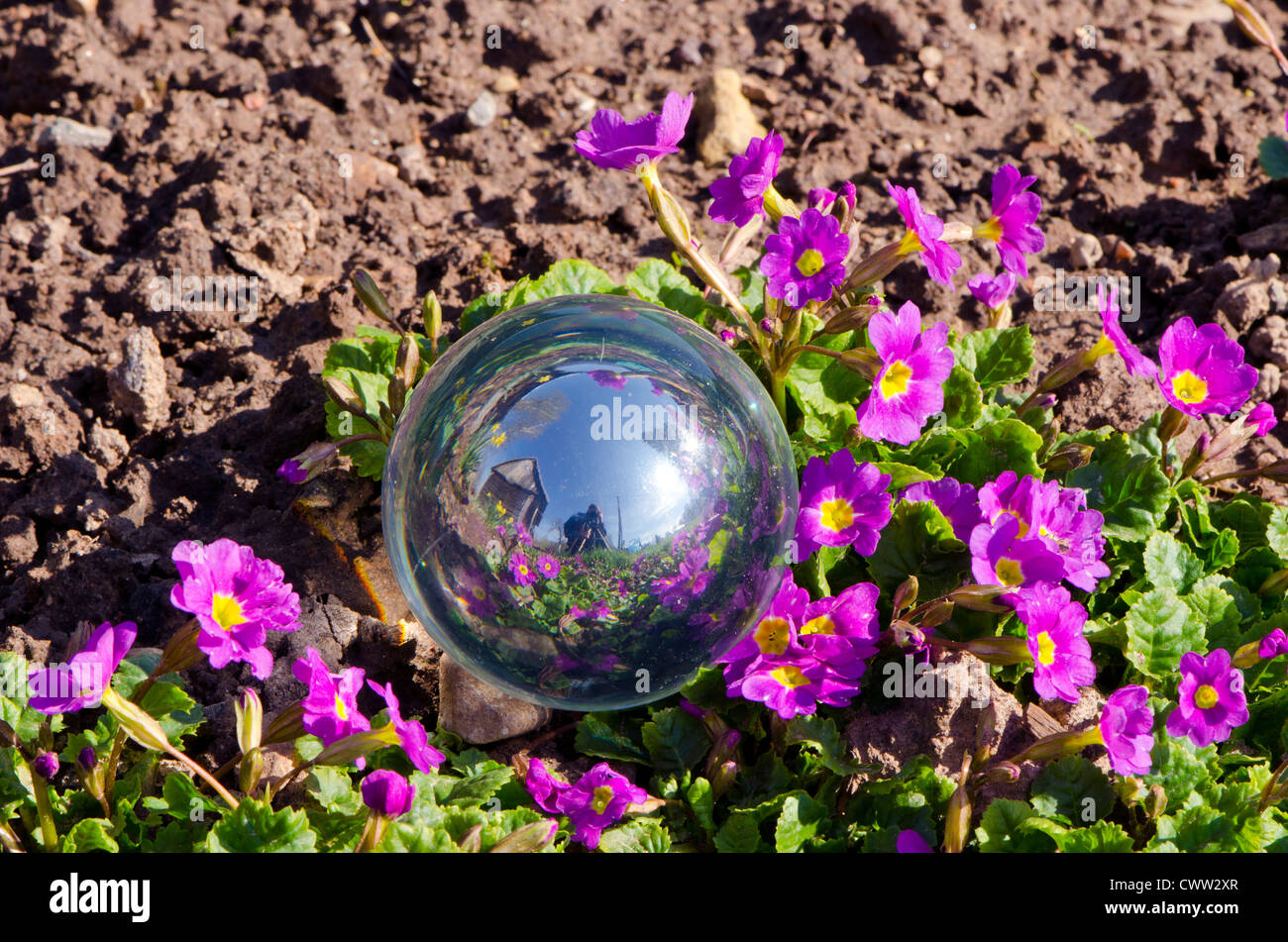 spring flowers in flower bed and crystal ball Stock Photo - Alamy