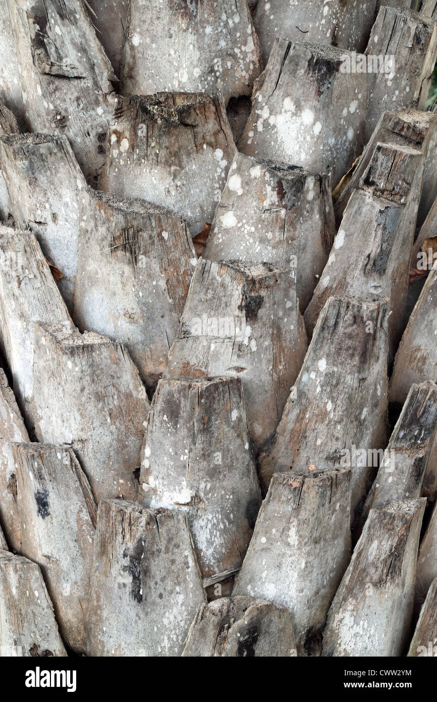 Palm tree pattern and texture Stock Photo - Alamy