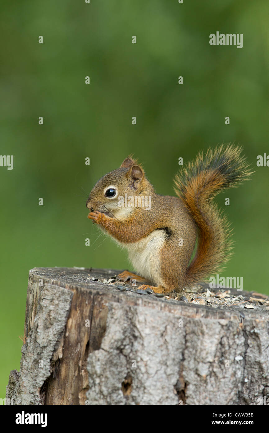 Wisconsin red squirrel hi-res stock photography and images - Alamy